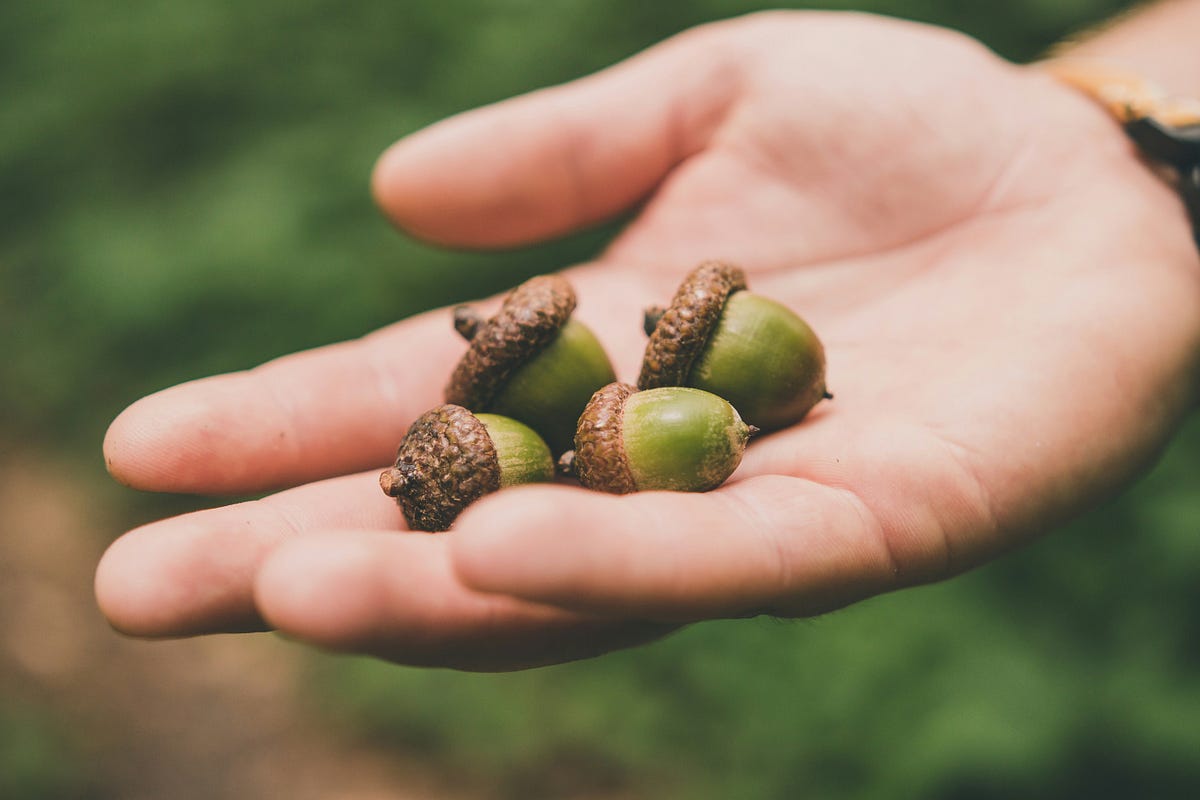 Acorns in the Desert - All wisdom begins with a seed | Medium