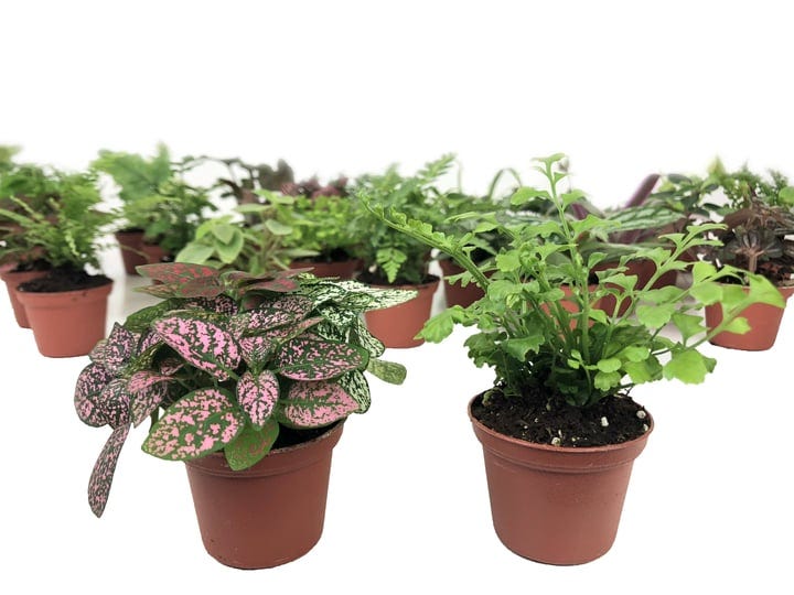 Minari Plants | by Monica Lynn | Jul, 2024 | Medium