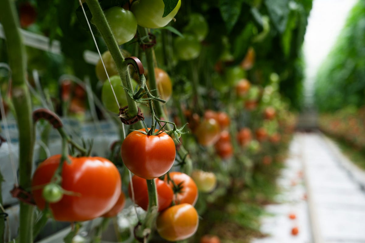 Predicting Ripeness: A Data Scientist’s Guide to Decision-Making ...