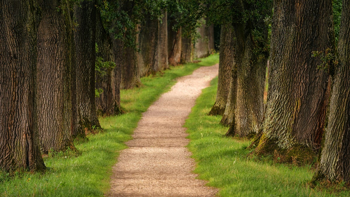 The Paths Not Taken. The Contemplation of Chosen Paths | by Michael ...