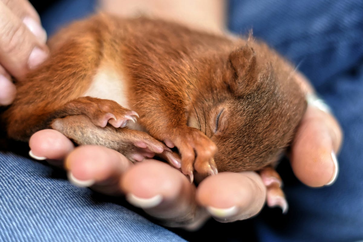 I Found a Baby Squirrel… Now What? | by Autumn Steward | The Squirrel ...