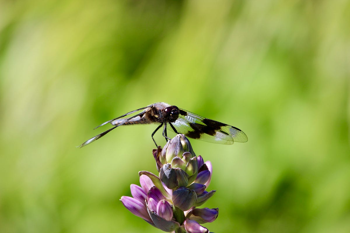 Transformations Unveiled. The Life-Altering Impact of “Temporal… | by DILIP PATIL | Medium