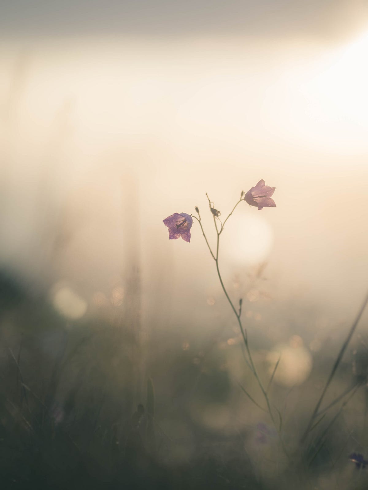 A perfect melancholy — Requires a touch of something in the air The ...
