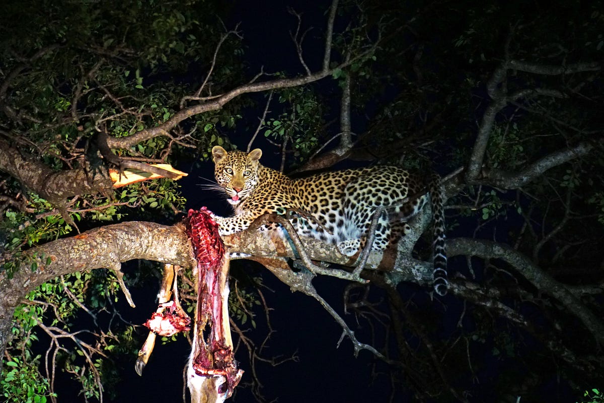 Food Chain. A Haiku Poem | by Mark Stuart Farrar | 17 Onji — Haiku ...