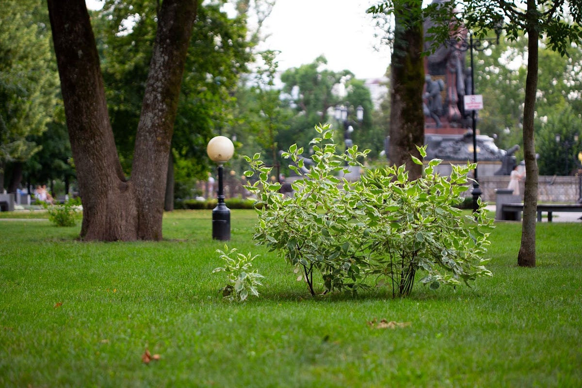 7 Benefits of Green Spaces for Mental Health | Medium