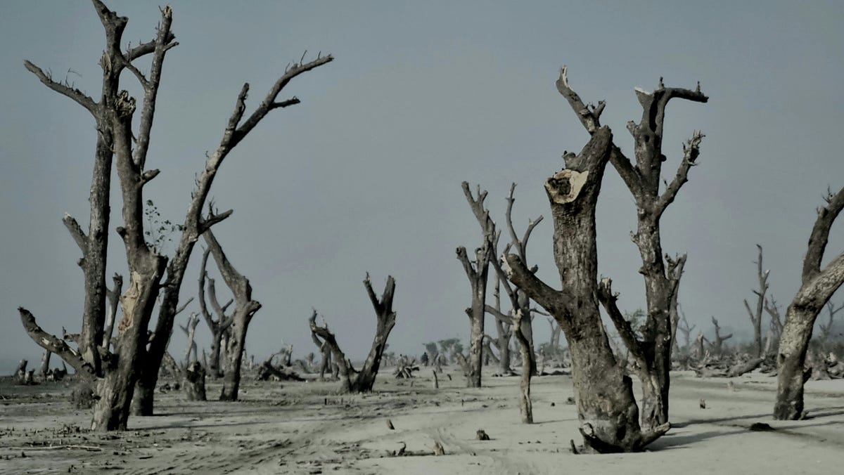 Why Planting Trees Is Not Always The Solution | by Jaisika | The New ...