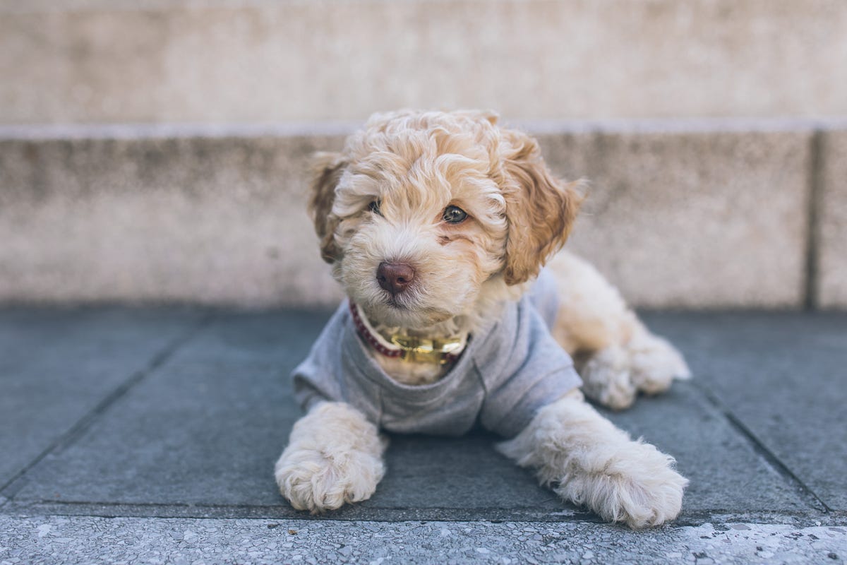 Pawsitively Iconic: 10 Timeless Pet Brand Marketing Campaigns That ...