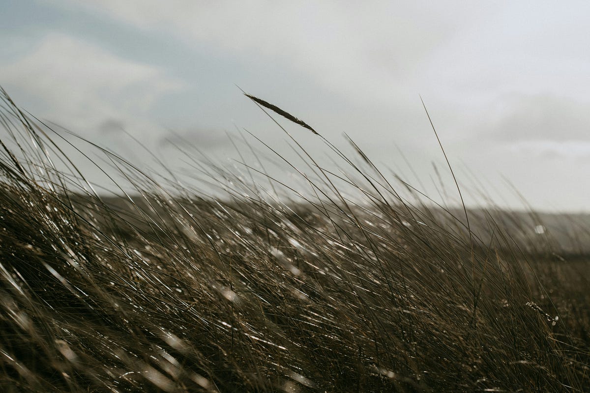 Analysis of The Four Winds by Kristin Hannah: To Be Like Elsa! | by ...