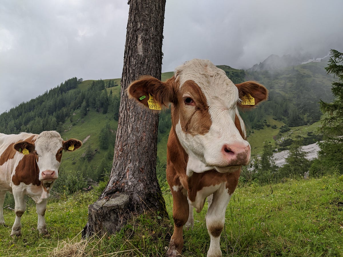 A Two-Cow-Based Framework for Understanding Economics That Anyone Can ...