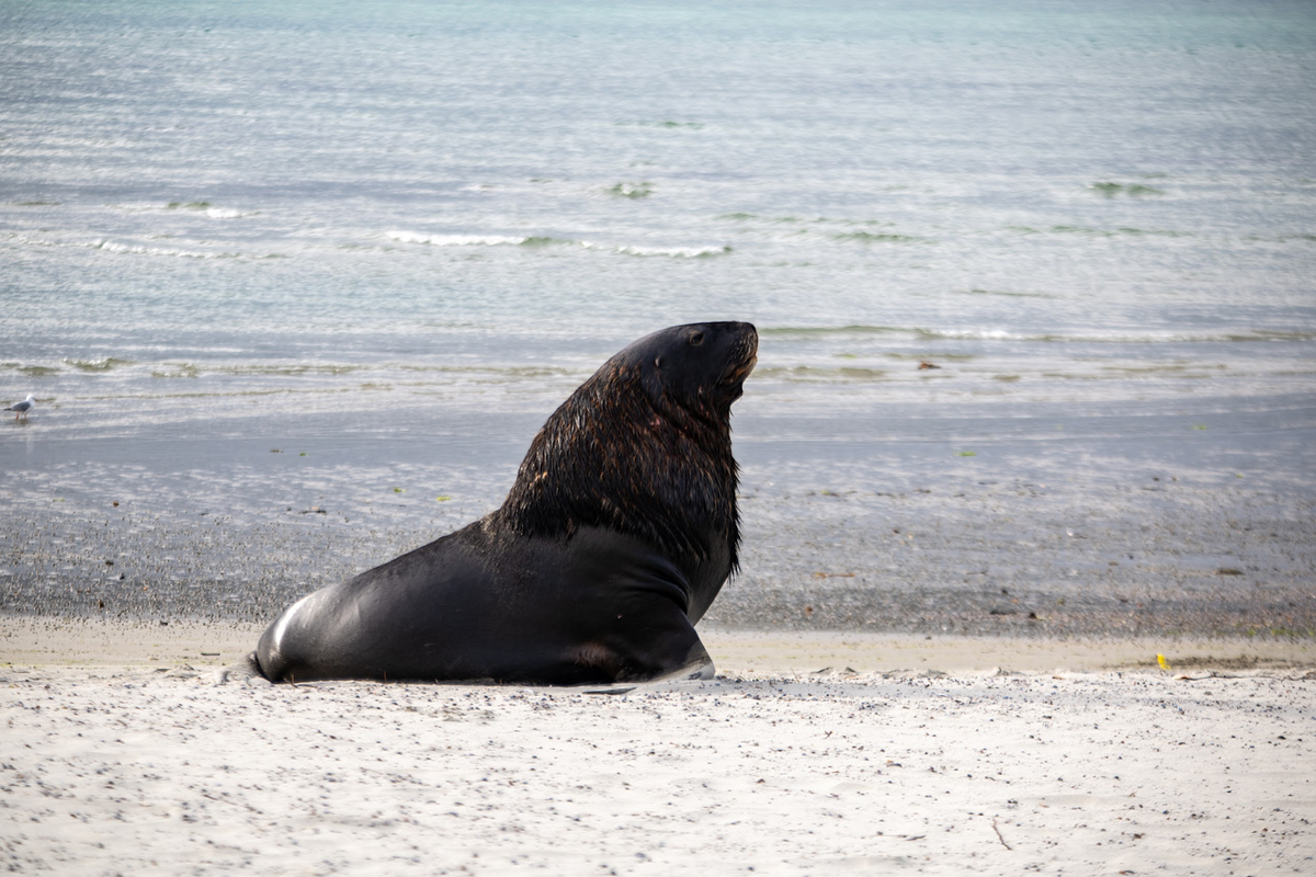 Dunedin: The Wildlife Capital of New Zealand | by Harshita Kasera ...