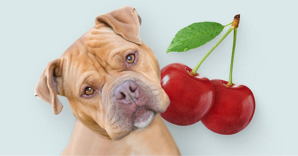 Can Dogs Eat Cherries?. As pet owners, it’s natural to want to… | by ...