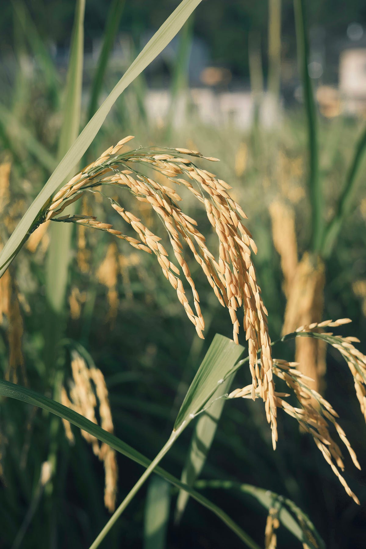 A Life Lesson from Oryza Sativa. Your bowl of rice is not just a regular… | by Jenica | Oct ...