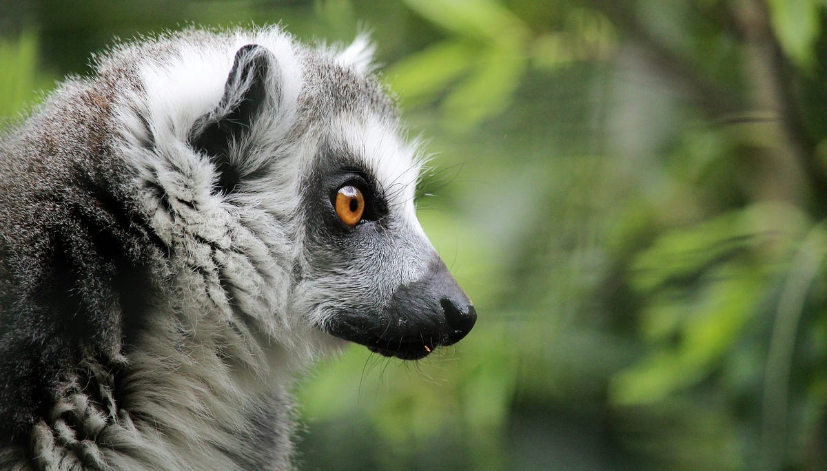 A Conspiracy In The Animal Kingdom | by Rebecca | The Shortform | Medium