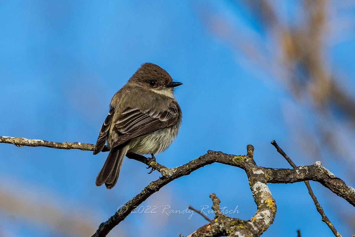 The Birds of Spring — Part I. The skies finally cleared, so it was ...