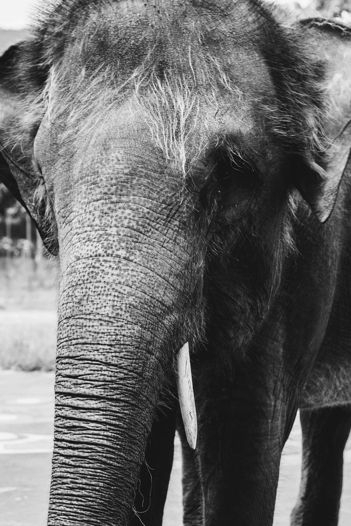 Tesso Nilo: A Prison for Elephants and Sumatran Tigers - nur - Medium