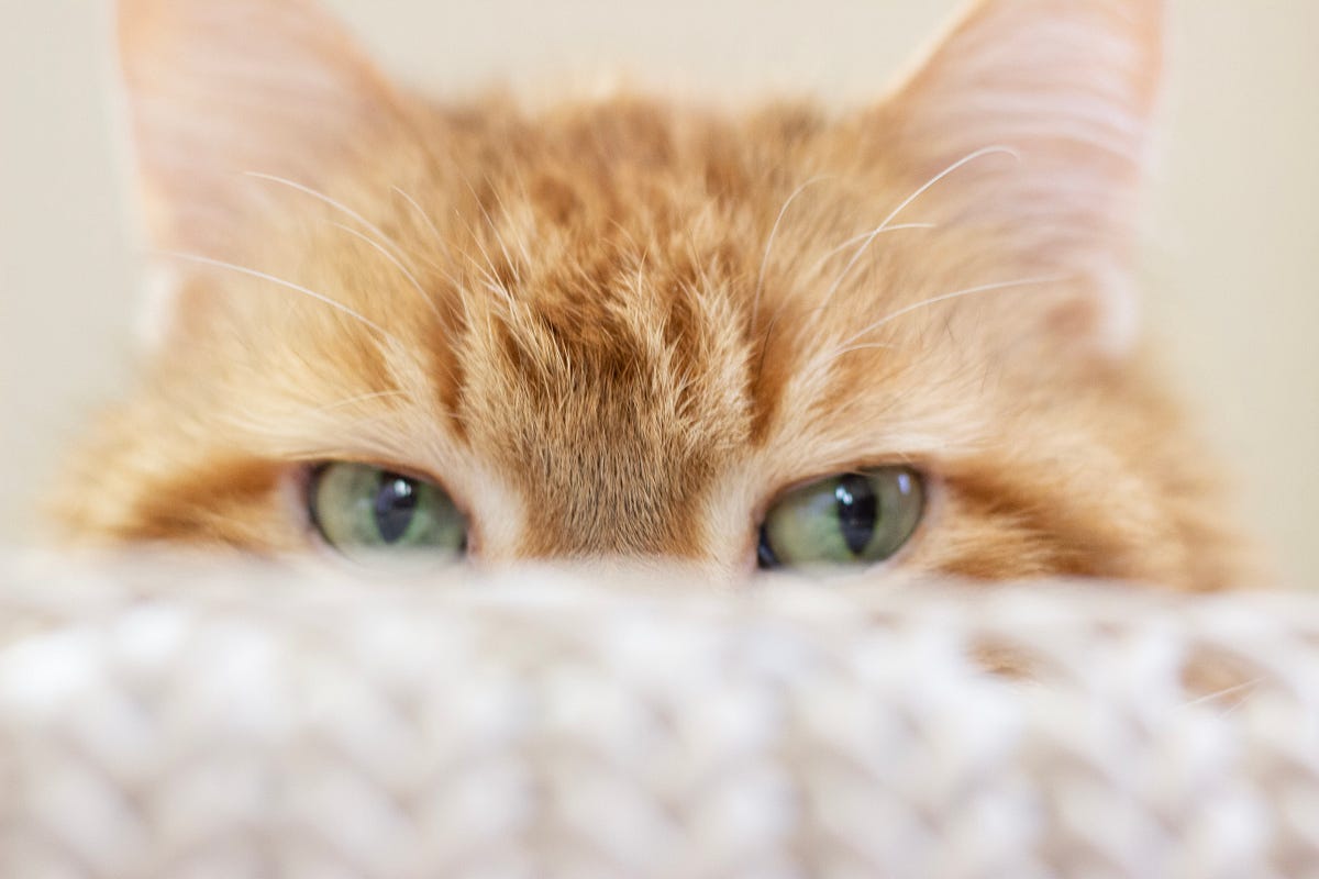 Does your cat have a soul?. The question of whether our pets have a ...