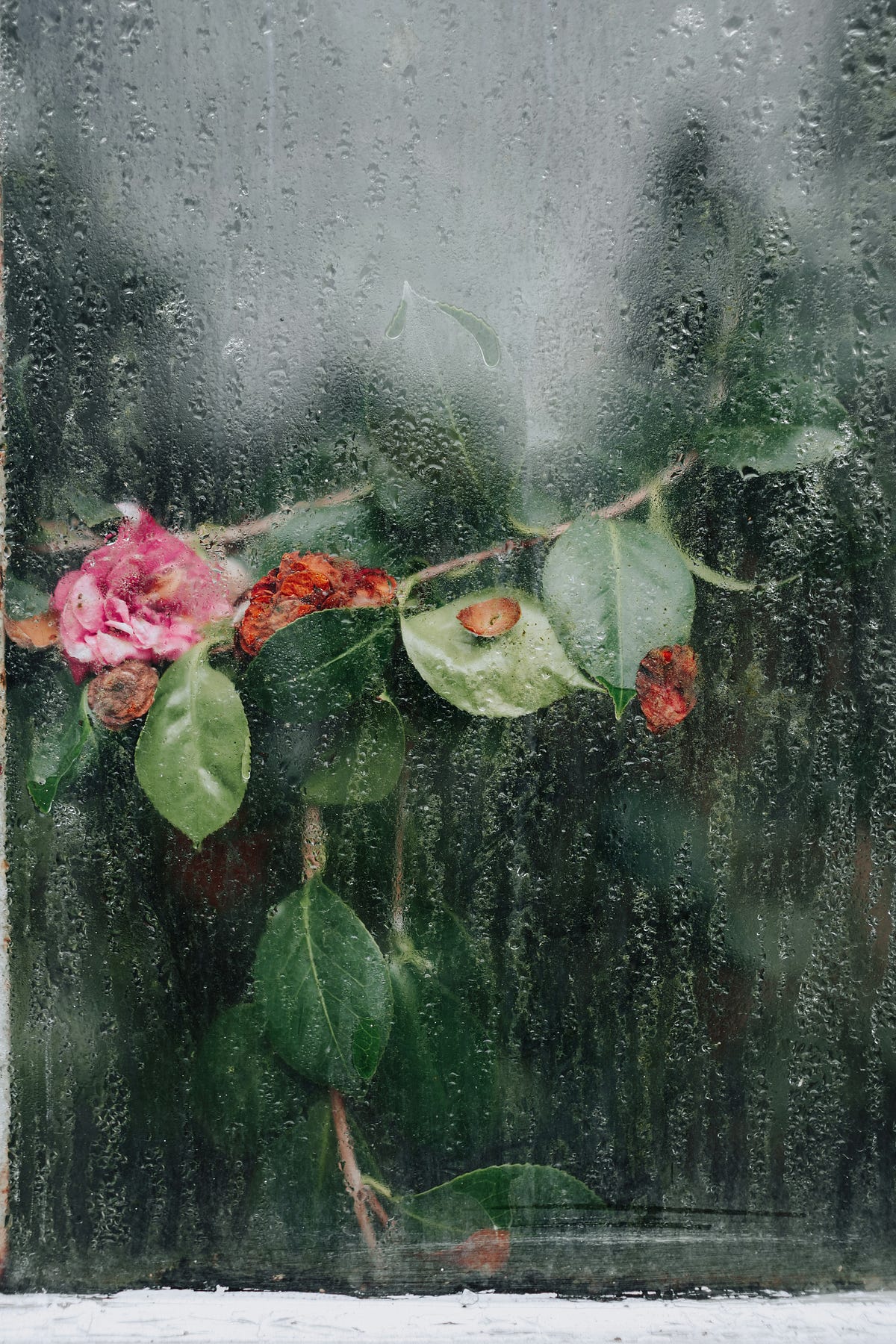 A Curtain of Rain. Memory drifts | by Paula Lechten | The Lark | Feb ...