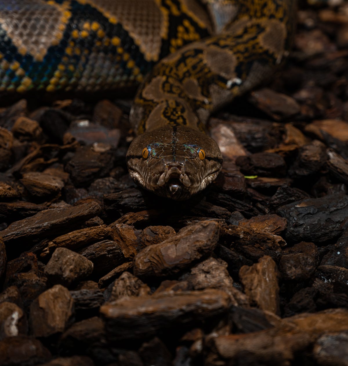 20 Fascinating Python Library Names and Their Origins | by Nkata Joshua ...