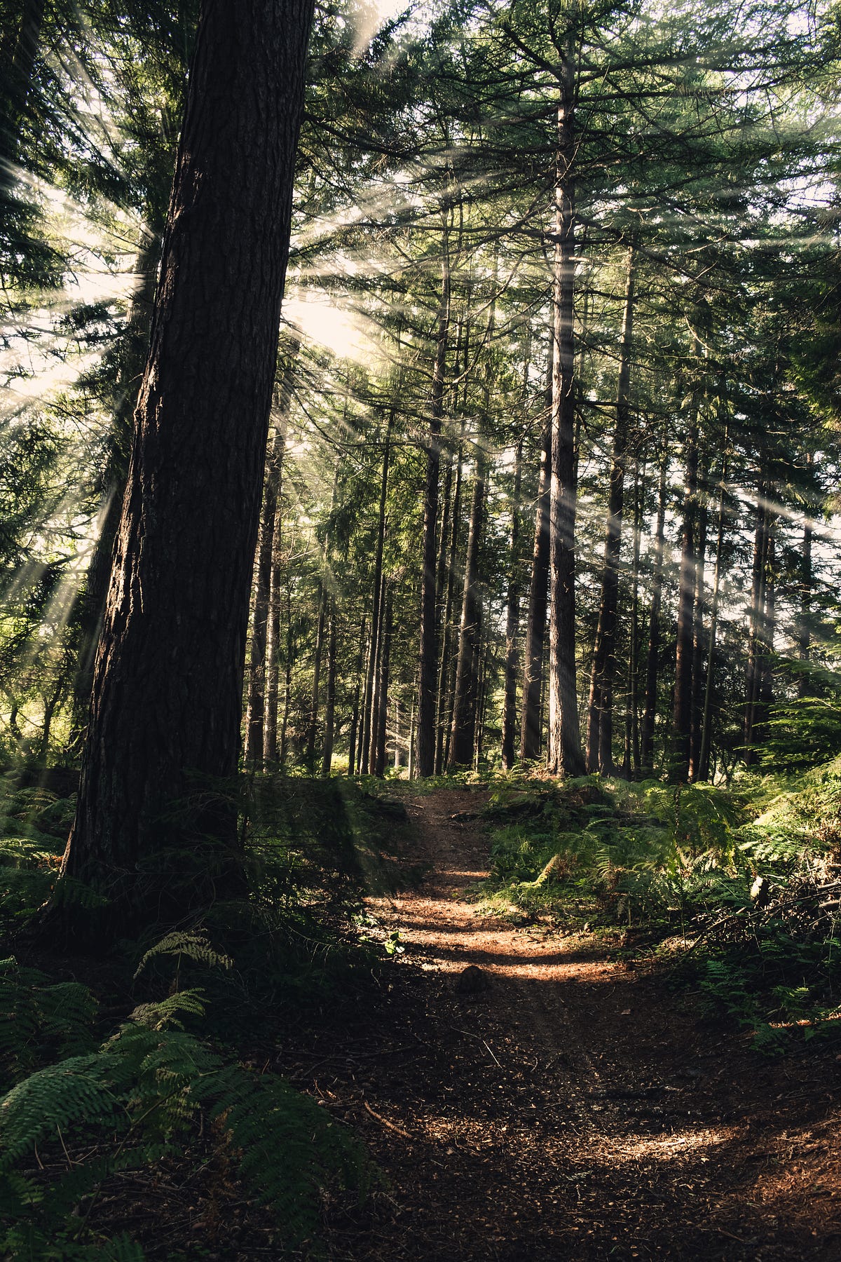 Predictive Analytics and Random forests in R | by Nic Coxen | Dev Genius