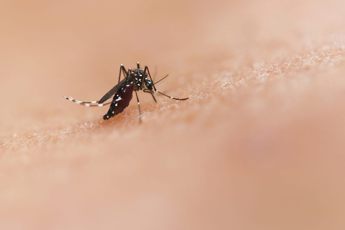 How to Swat a Mosquito?. It’s not as easy as you think | by Manoj Samal ...