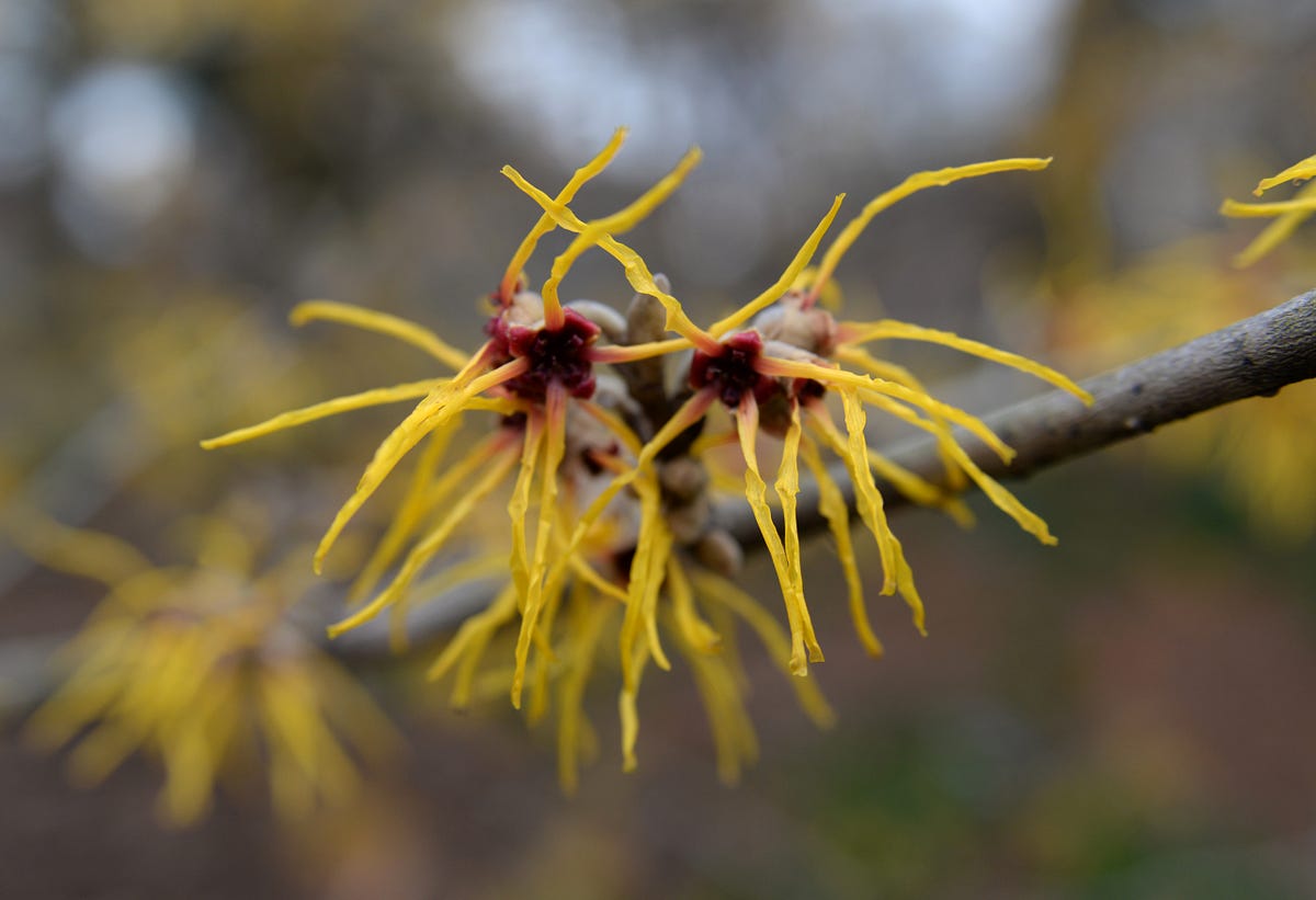 4 Magical Uses for Witch Hazel. Toner, sunburn, bug bites, and more ...
