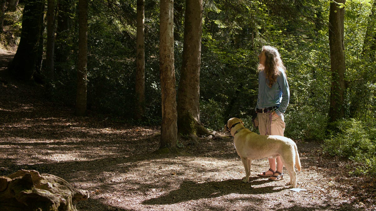 What a Walk in Nature Really Does to Your Brain | by Agnes Olsson | Dec ...