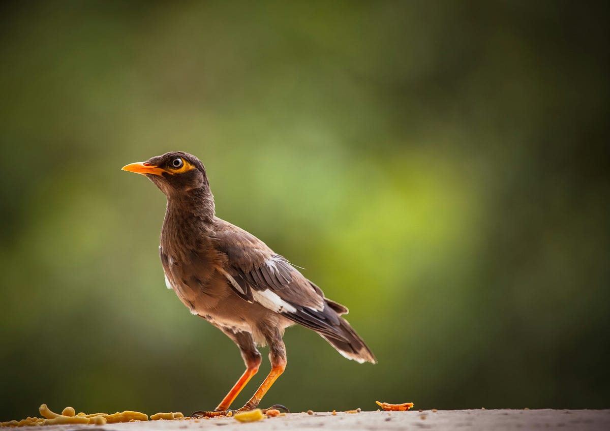 **The Myna: A Versatile Avian Character** | by Ahmad Butt | Feb, 2024 ...