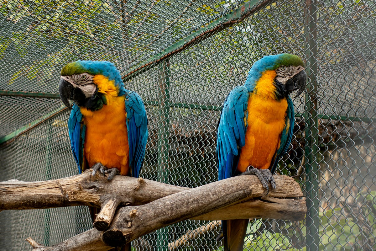 The Great Database Divide: An Architect’s Guide to OLTP vs. OLAP 🧠 | by Pradosh Kumar Jena | Medium