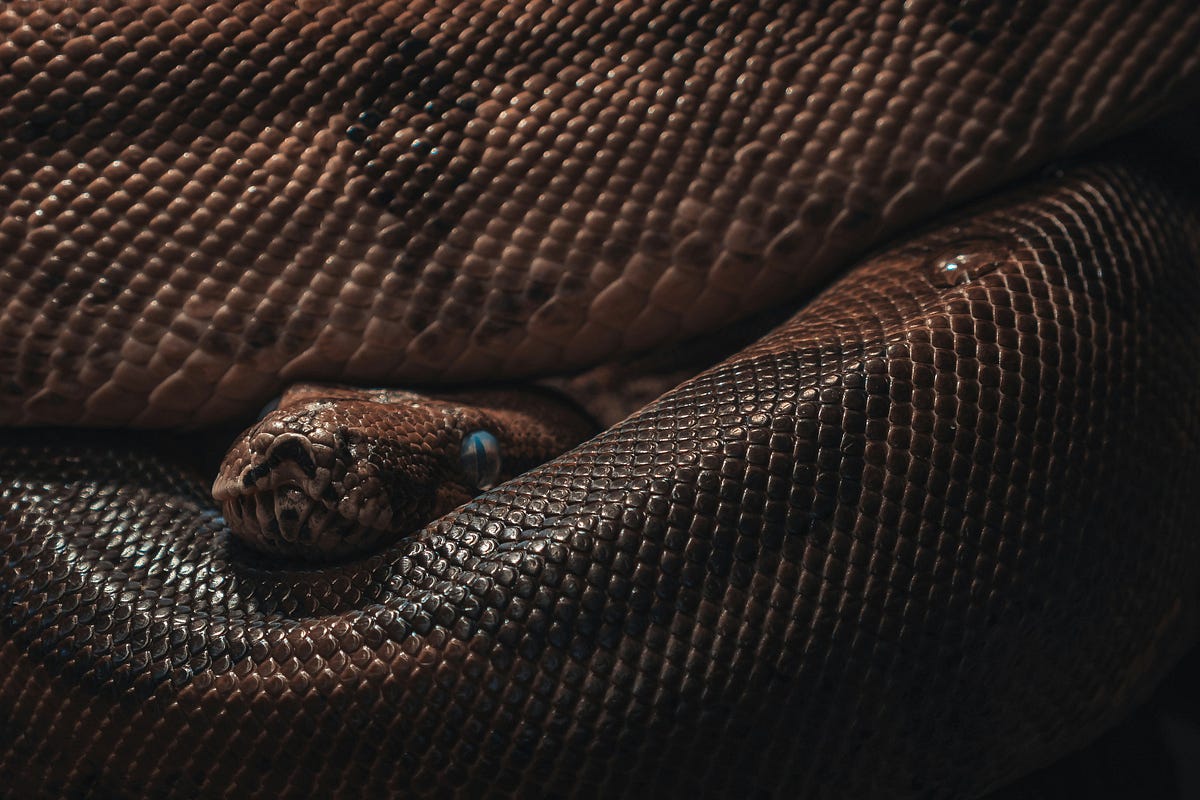 Beyond ruff: Boa Restrictor is the new Python linter on the block | by ...
