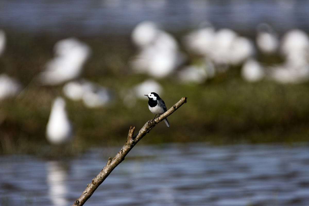 Wagtails Sing, Swallows Leave. Two poems for the Micro-Seasons | by ...