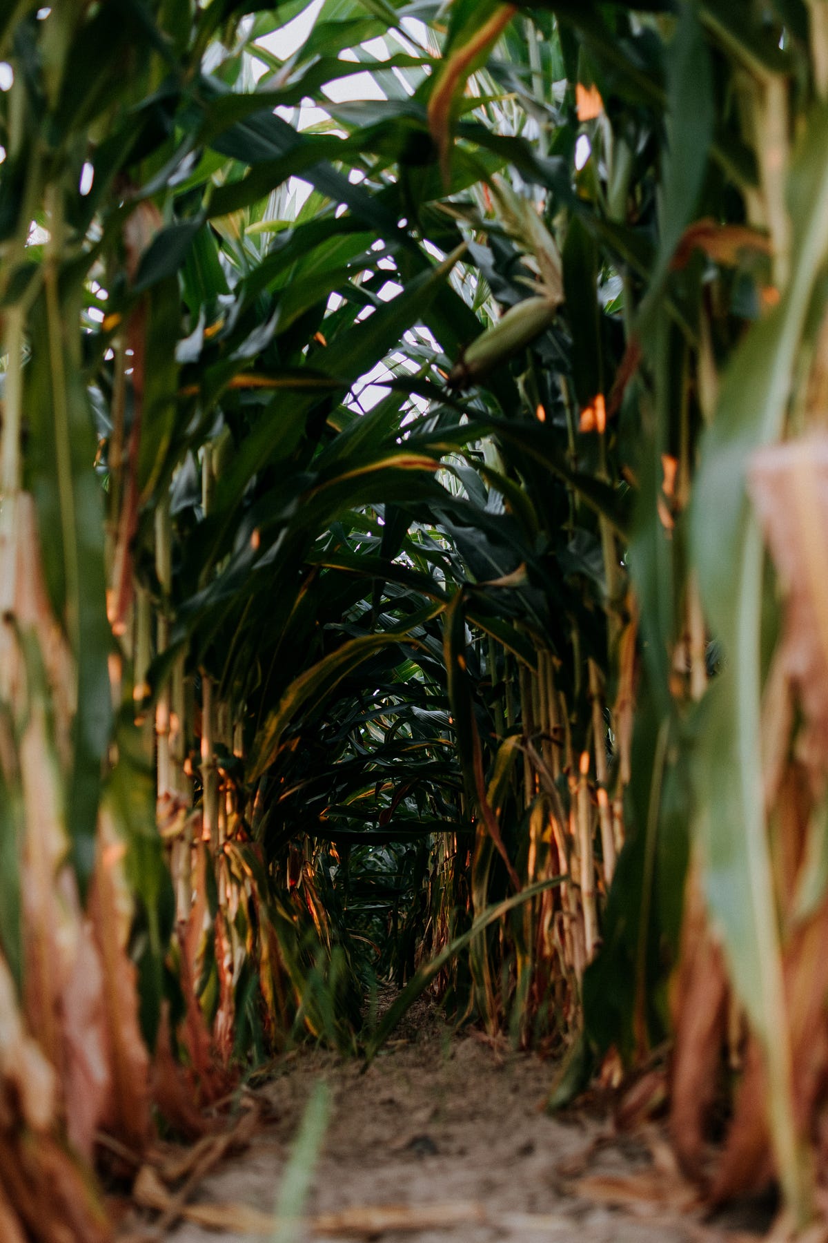 Coaching the Mind’s Maze: Evoke Your Best | by Keep Inspiration Alive ...