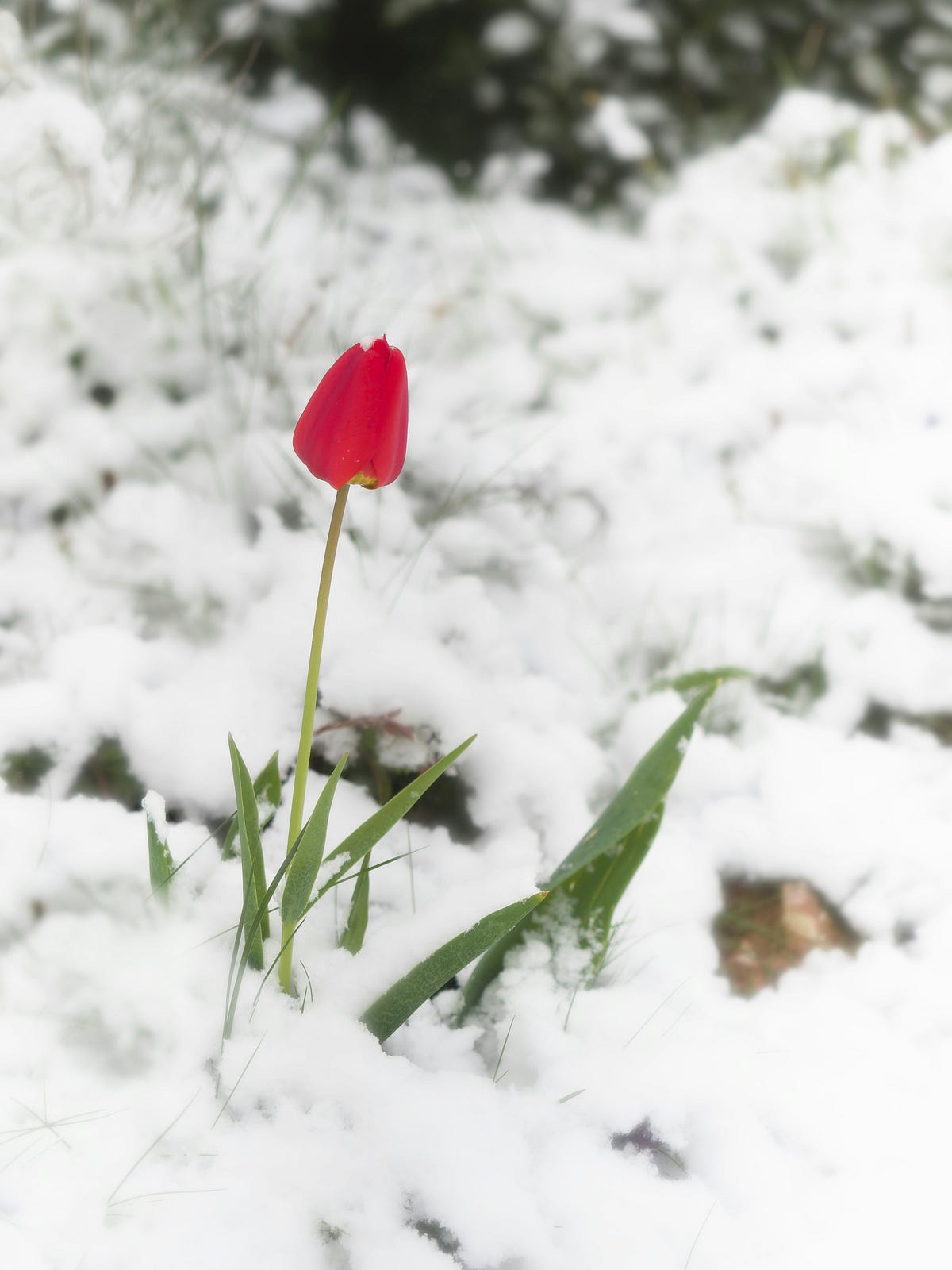 Unexpected Weather. The Challenged | by Snappy One | the Challenged ...