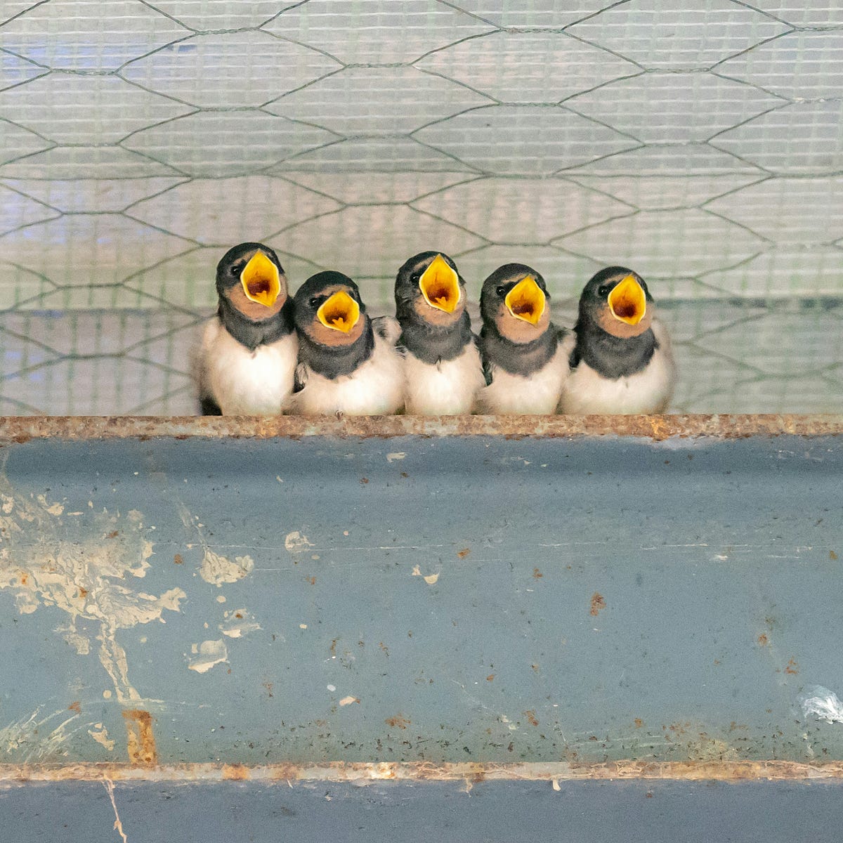 Baby Bird Babble: Life Lessons From The Tiny Feathered Ones | by ...