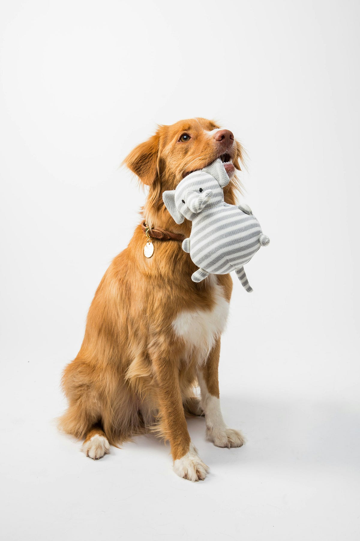 Super Mutt. A dog who saved a widow and her… | by Hilary Clark | The ...