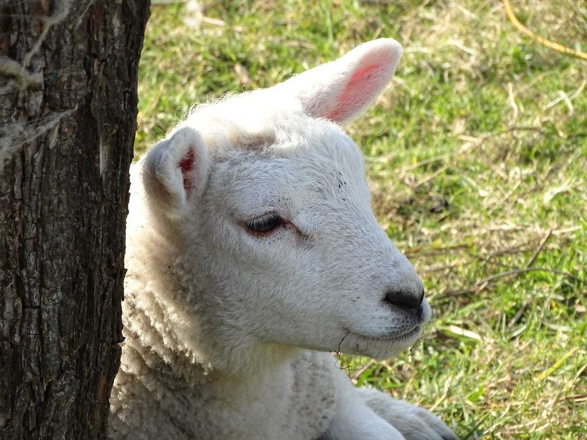 A lamb had been pushed into the thorns of a fallen hawthorn tree and ...