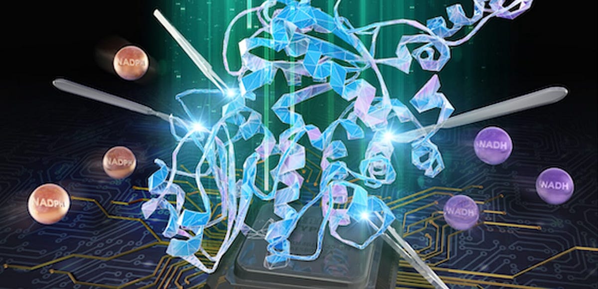 AI Speeds Up Enzyme Engineering: Supercharging Biocatalysis! | by Marco ...