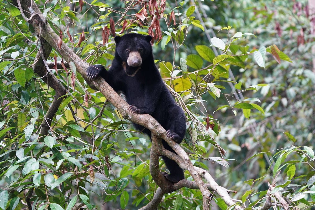 How the sun bears of Southeast Asia are rescued and monitored with ...
