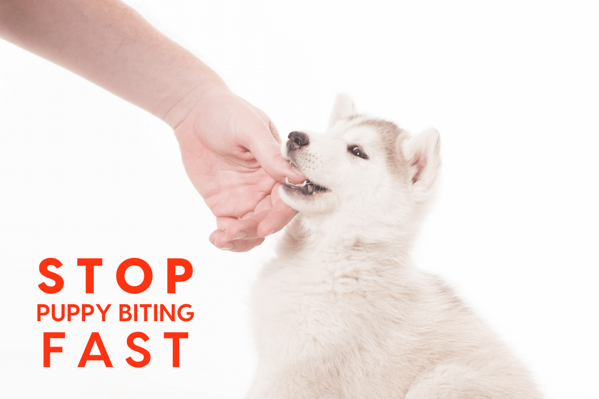 How to Get Puppy to Stop Biting: Gentle Techniques | by Dog Training ...