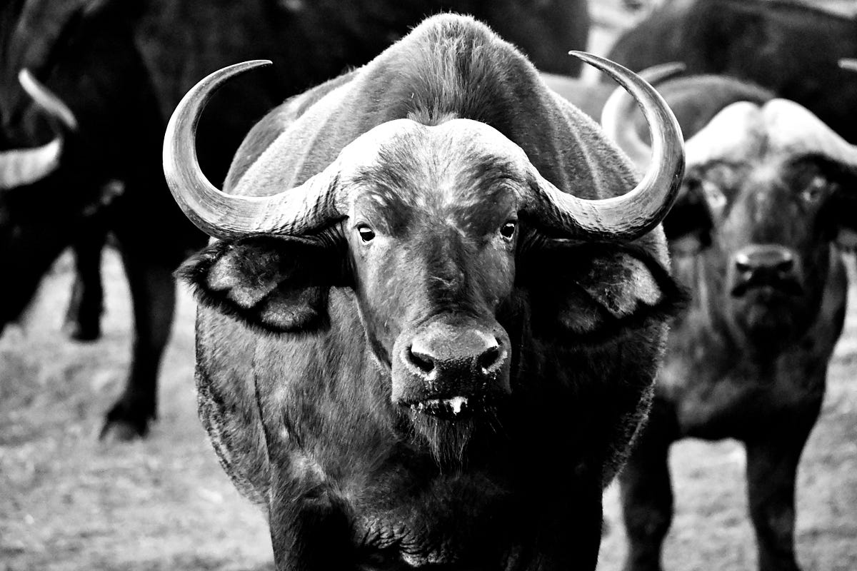 Do You Act Like A Buffalo Or Like A Cow? | by Nicole Linke ...