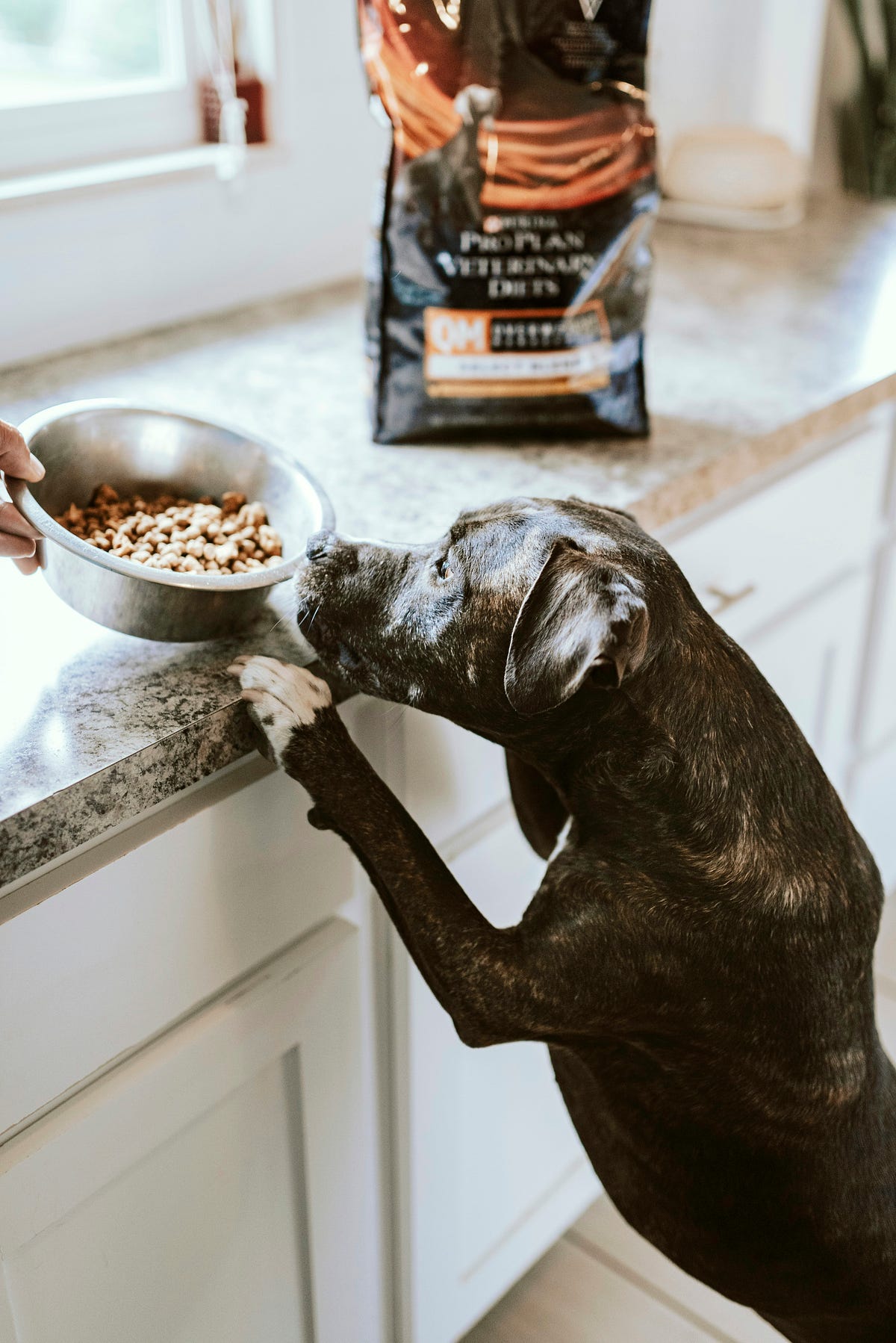Filet Mignon Vs. Dog Food: Why Dogs Must Choose Kibble | by Steffany ...