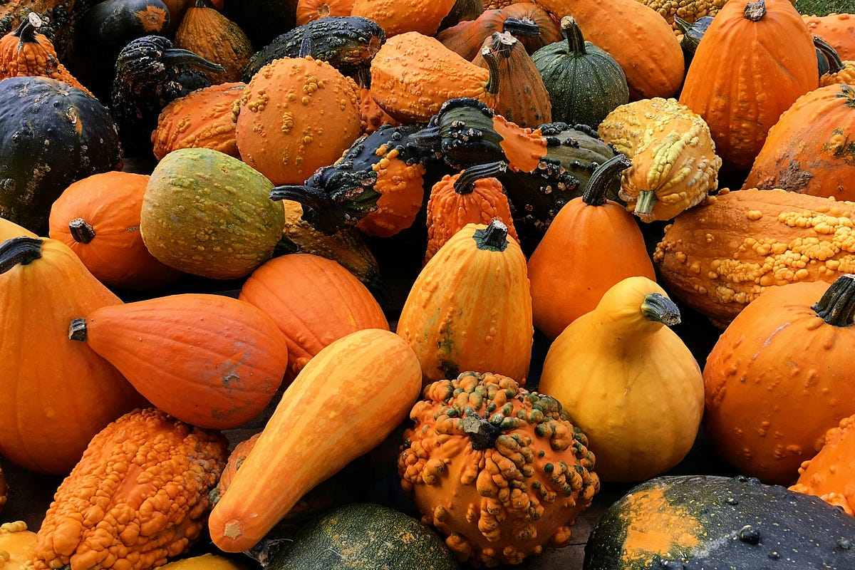 Squash Blossom. What is Squash? Squash is a piece of… | by Tasha | Medium