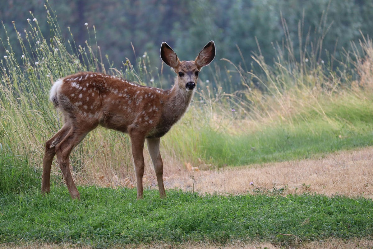 The Night I Missed A Deer. Bambi Made Me Rethink My Life | by Caryn ...