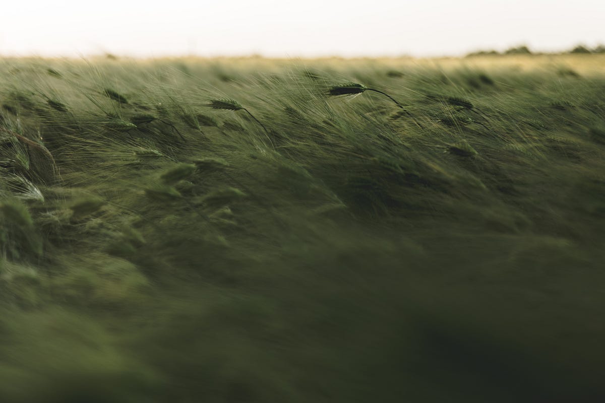 Haiku: Wind on Spring Days. Wind whistles through grass | by Charles ...