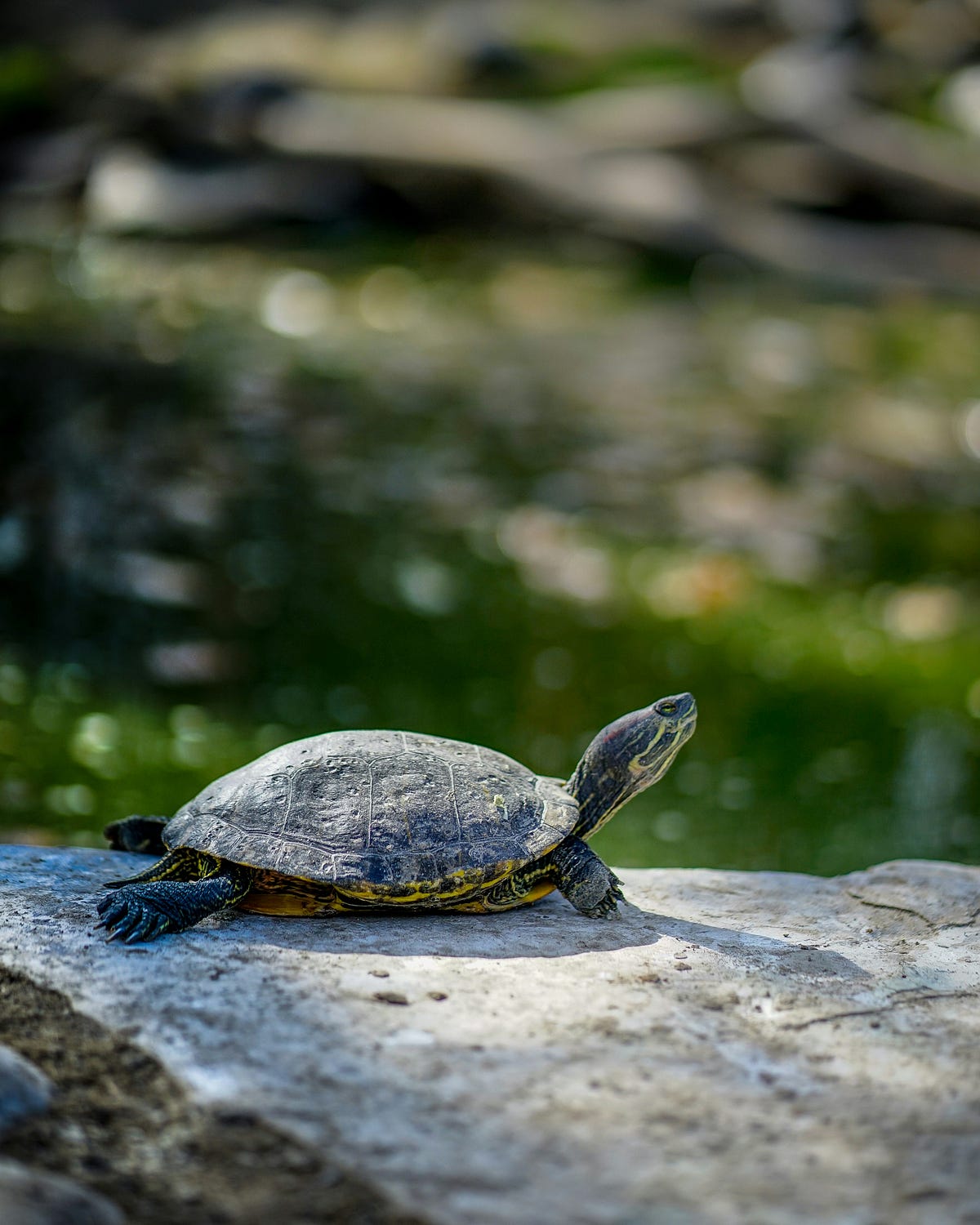 Song of the Turtle. Song of the Turtle | by Morgan Lahm | Scuzzbucket ...