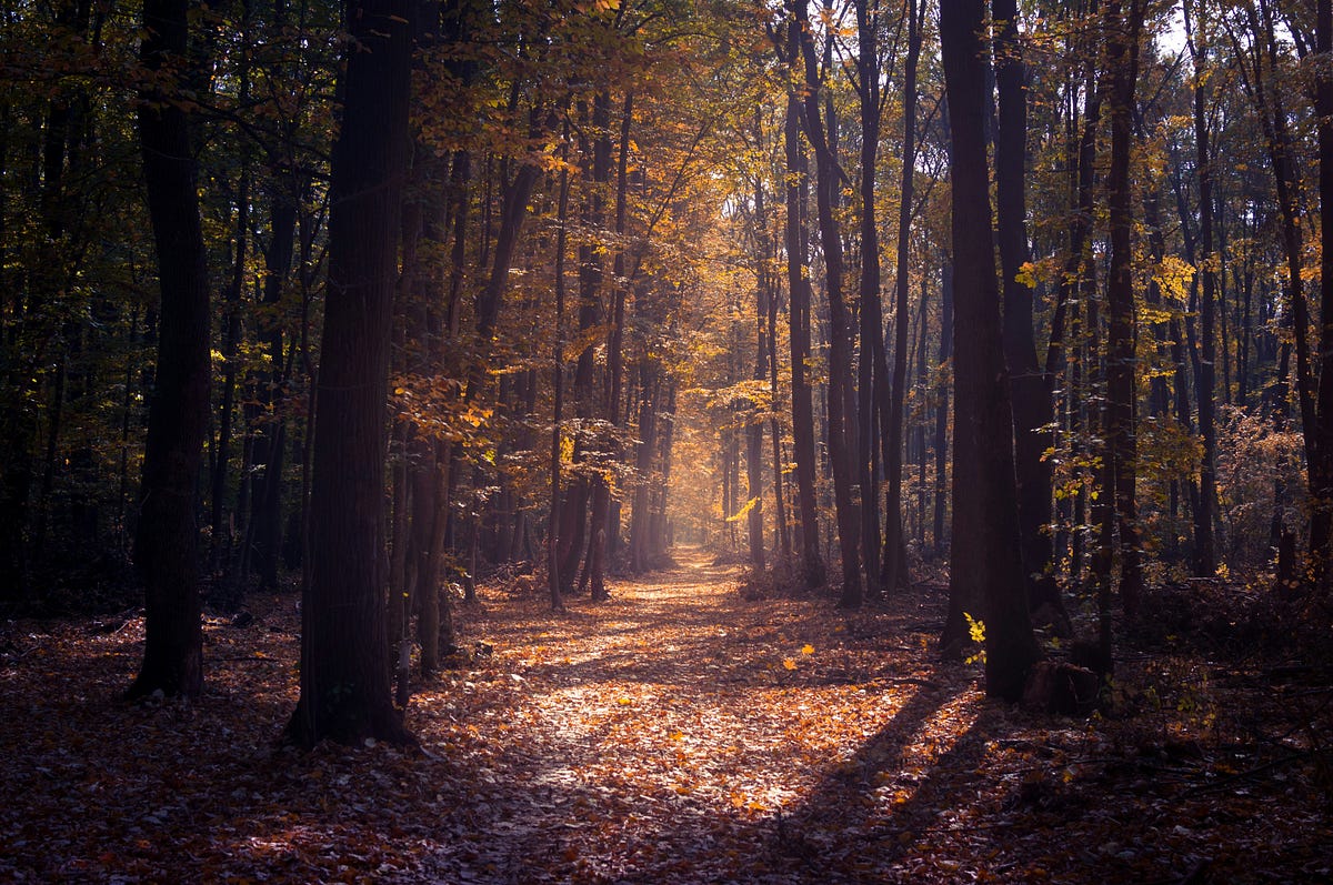 The Truth of the Creation. With deepest gratitude and utmost… | by Trae ...