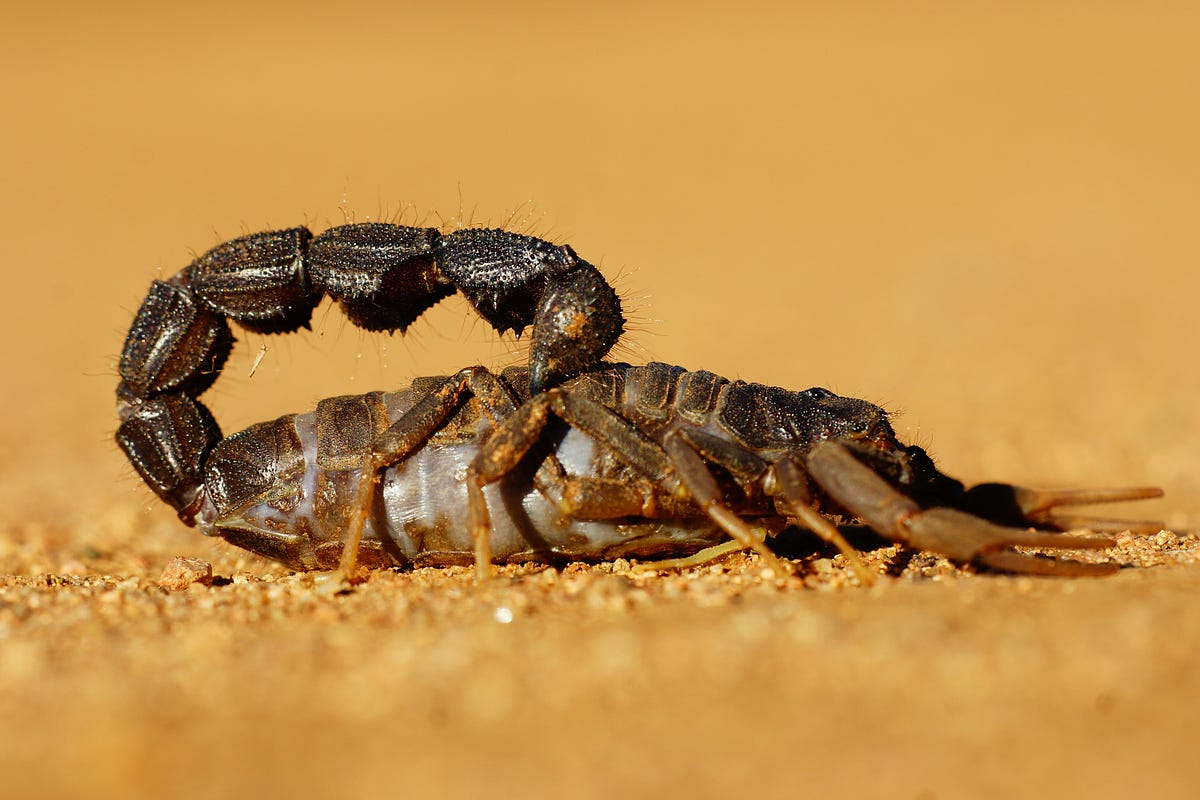 The Scorpion Myth: Does a Scorpion Sting Itself When Exposed to Alcohol or Juice? | by Sri | Medium