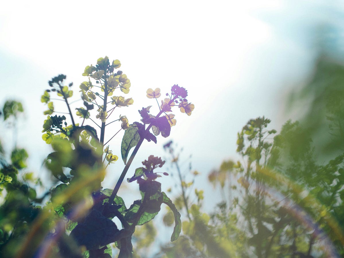 An Acrostic Poem About January - Emily Begin - Medium