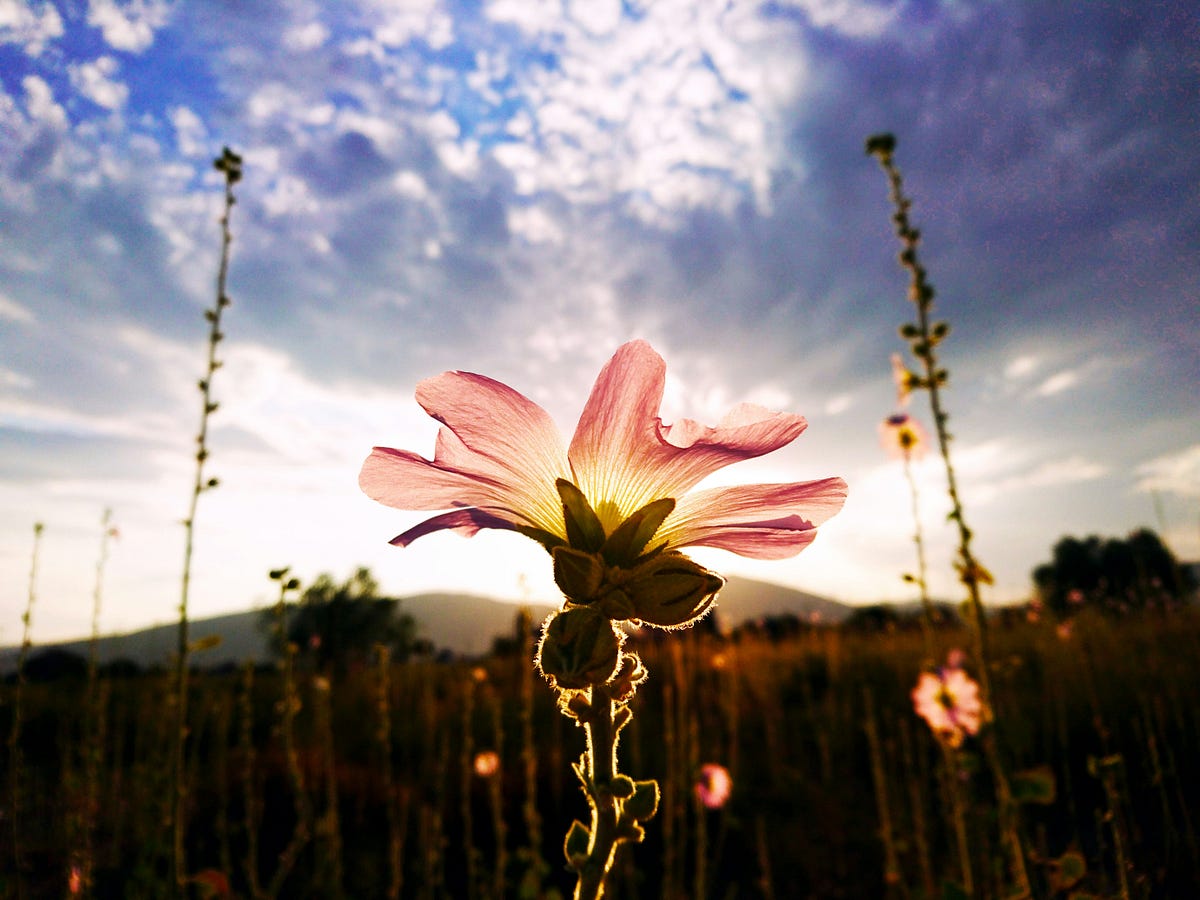 I am not enough, but Allah is enough for me | by Adele Arbi | The Crescent | Medium