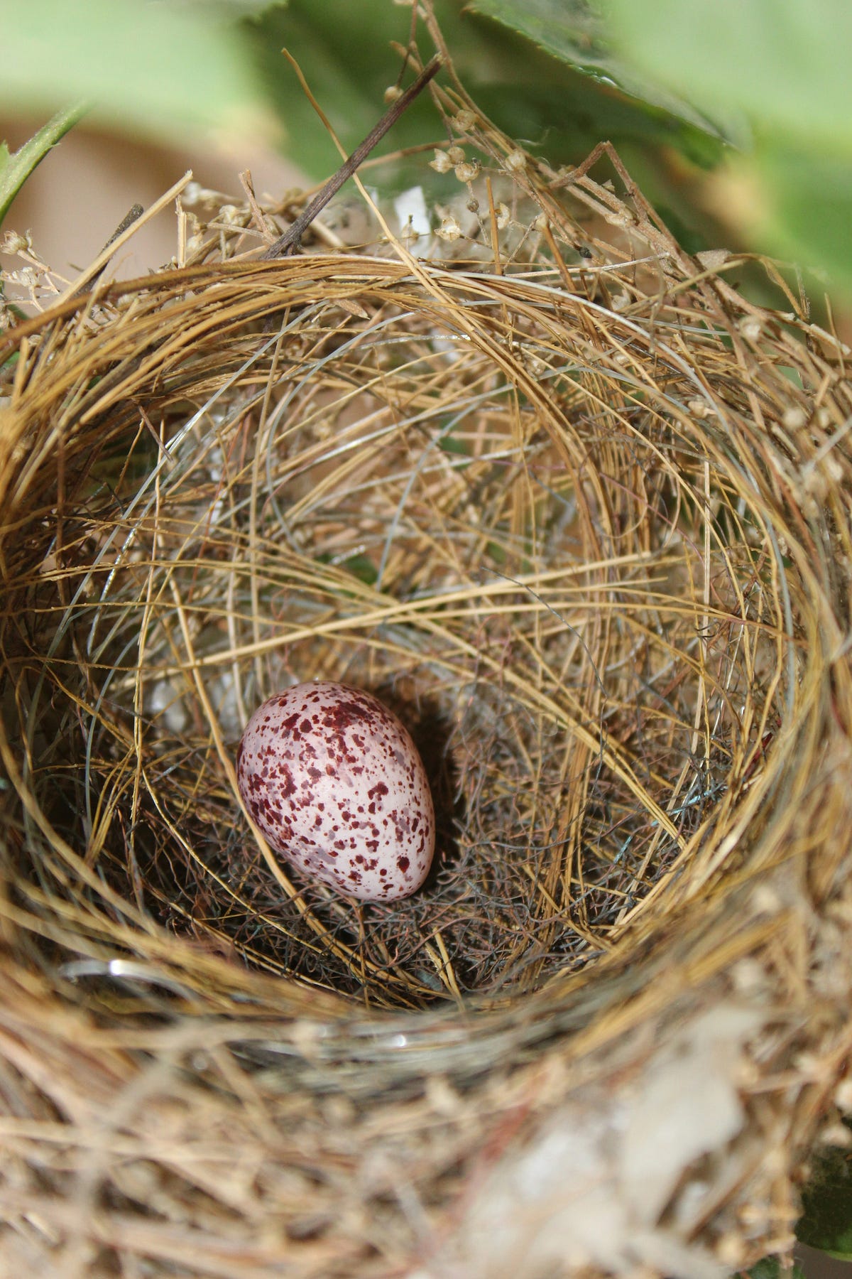 Time to Eggs-cape?. Drabble #32 | by Heather Bradford | Admiring ...