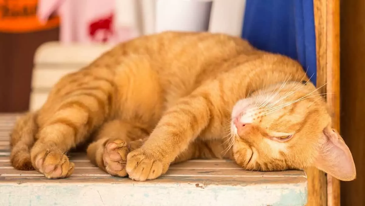 Why Do Cats Snore And Is Snoring And Sneezing In Cats Normal By Othmane Othmaneel Medium